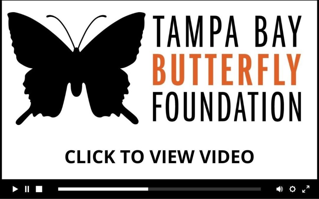 Homepage - Tampa Bay Butterfly Foundation